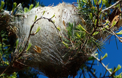 Comune di Como - Prevenire le infestazioni da processionaria